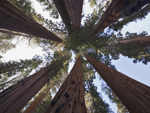 Life writ large: The biggest living things on Earth | New Scientist