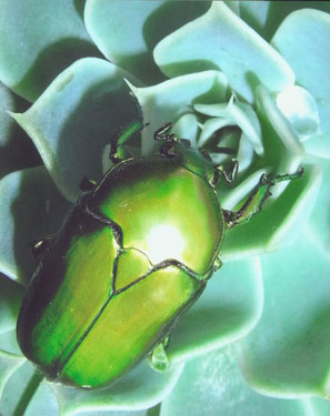 Most stunning images of 2008 | New Scientist