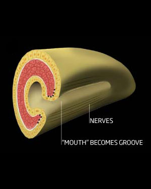 Sponge larvae: Your unlikely ancestors | New Scientist