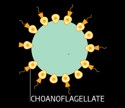 Sponge larvae: Your unlikely ancestors | New Scientist