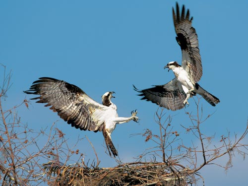 Bill Coster: Master bird photographer | New Scientist
