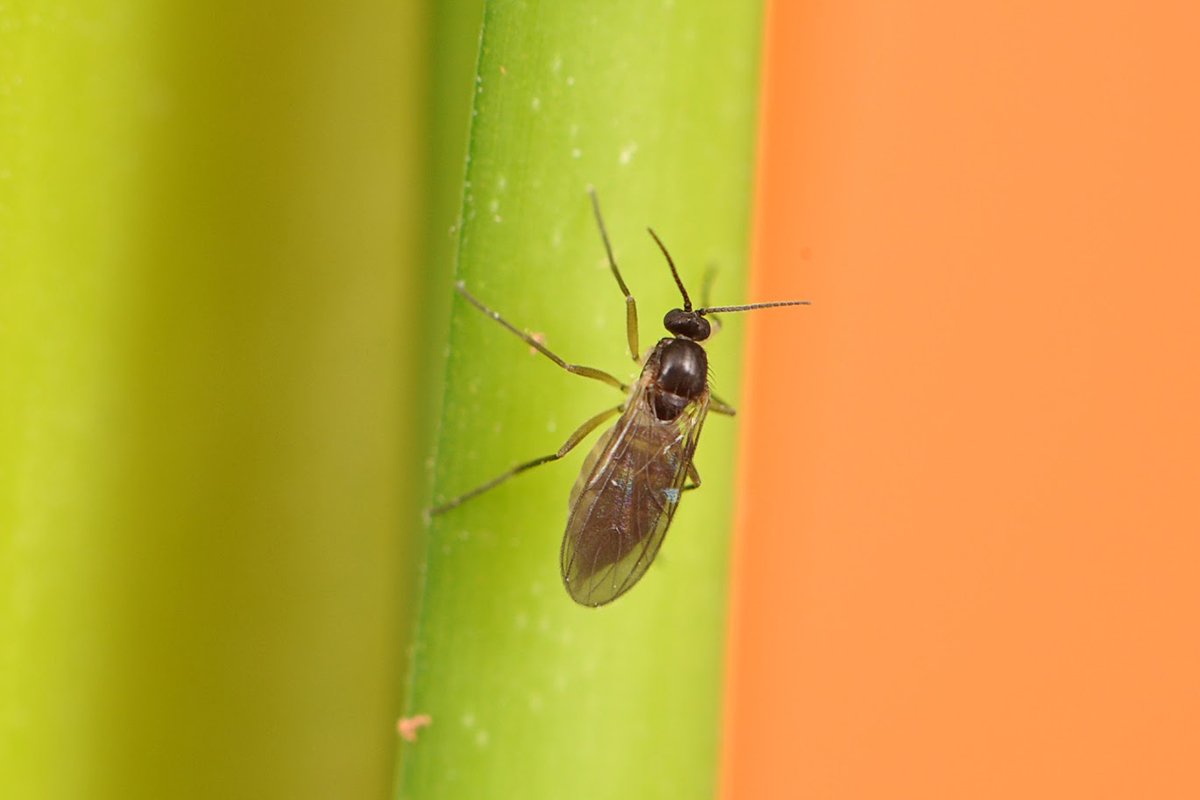 Seven creepy-crawlies caught lurking in our homes | New Scientist