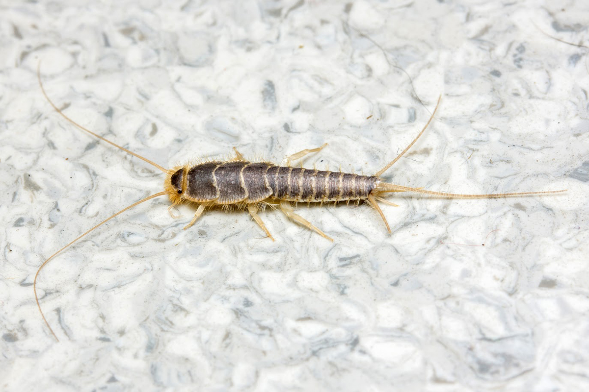 Your home is a jungle inhabited by 100 different species | New Scientist