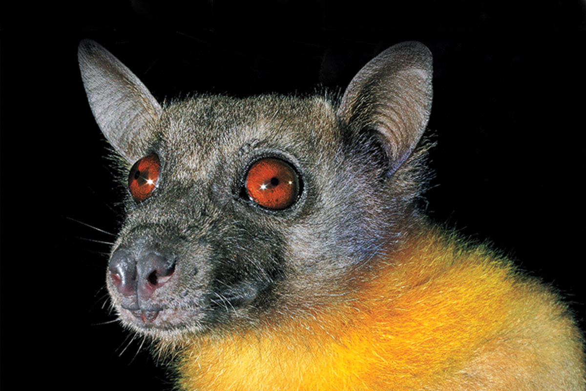 The Secret Lives of Bats: The adventures of the real batman | New Scientist