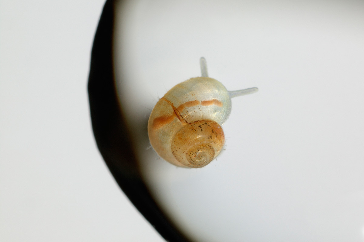 Meet the weird amphibian that rules the underworld | New Scientist