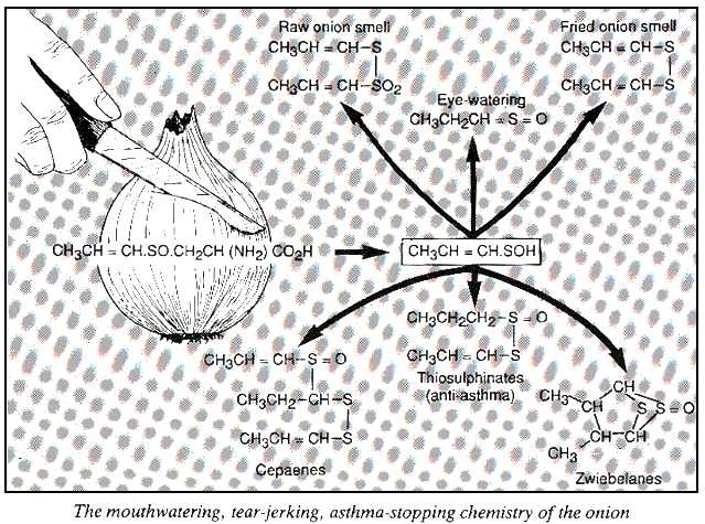 Science: Onions run rings around chemists | New Scientist