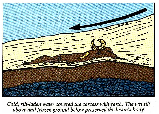 Death on the steppe: The case of the frozen bison | New Scientist