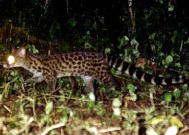 First picture of secretive carnivore | New Scientist