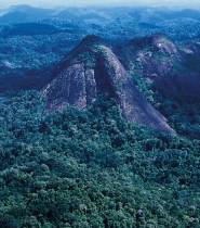 World's largest tropical forest park created | New Scientist