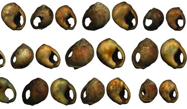 Ancient shell jewellery hints at language | New Scientist
