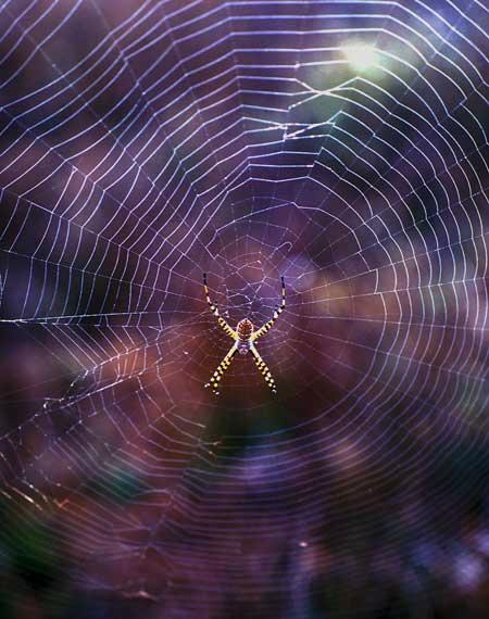 Oldest spider web found in amber | New Scientist