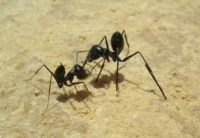 Ants use pedometers to find home | New Scientist