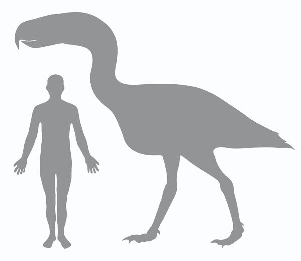 Giant 'terror bird' was light on its feet | New Scientist