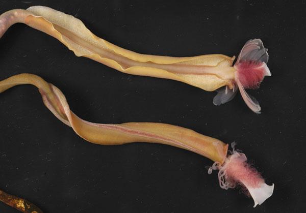 Bizarre deep-sea creatures imaged off New Zealand | New Scientist