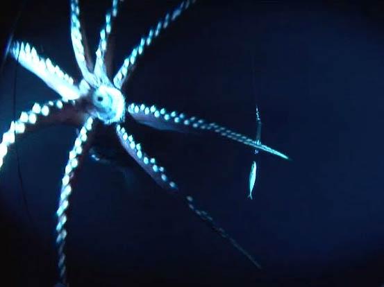 Taningia danae - Alchetron, The Free Social Encyclopedia