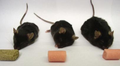 In obesity, the brain is unaware of body fat | New Scientist