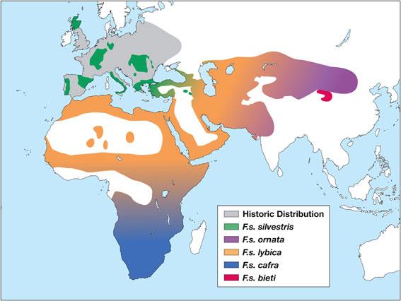 DNA shows domestic cat had origins in Near East | New Scientist