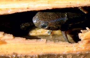 The swamp fish that loves to live in trees | New Scientist