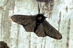 Reclaiming the peppered moth for science | New Scientist