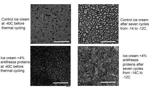 Edible antifreeze promises perfect ice cream | New Scientist