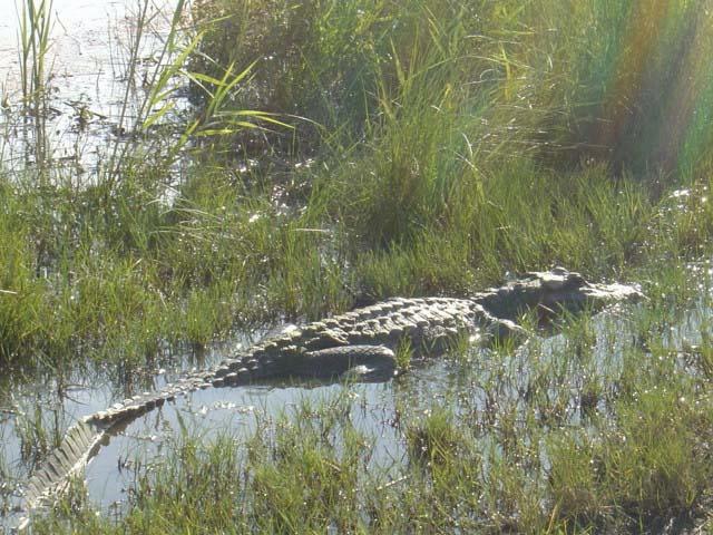 Super-size me: Alligators reveal digestive trick | New Scientist