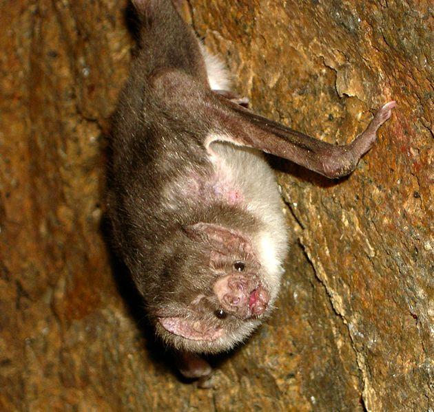 Mystery killer disease may be spread by vampire bats | New Scientist