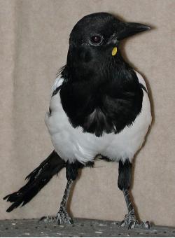 Mirror test shows magpies aren't so bird-brained | New Scientist