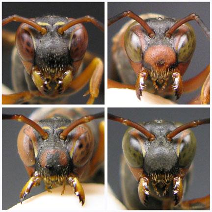 Wasps have a good memory for a face | New Scientist