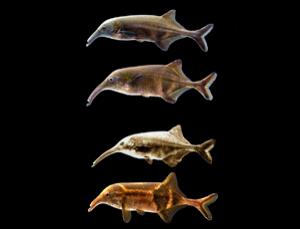 Electric fish prefers sexual charge of its own species | New Scientist