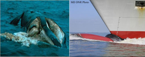 Sonic alarm saves marine mammals from ship strike | New Scientist