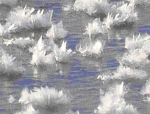 Mystery of frost flower growth explained | New Scientist