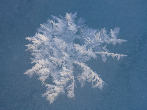 Mystery of frost flower growth explained | New Scientist