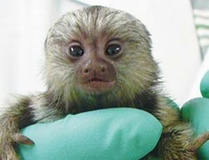 GM monkey passes jellyfish gene to offspring | New Scientist