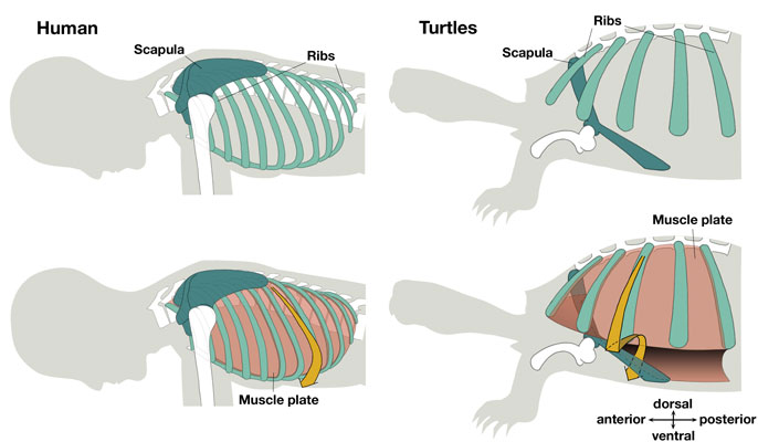 Embryo origami gives the turtle its shell | New Scientist