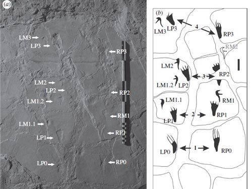 Pterosaur tracks show it touched down like a bird | New Scientist