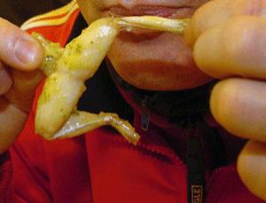 Intensive frog farming takes giant leap forward | New Scientist