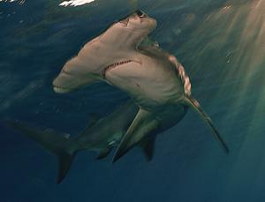 Why the hammerhead shark got its hammer | New Scientist