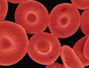 Fake blood cells so agile they can carry drugs | New Scientist