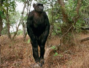 Chimp's dance suggests a mental grasp of fire | New Scientist