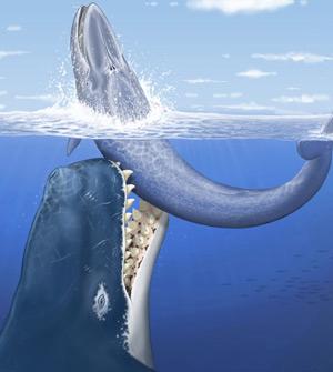 Ancient monster whale more fearsome than Moby Dick | New Scientist