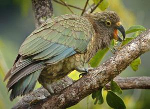 Thieving parrots hatch a plan to unlock food | New Scientist