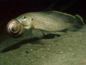 Zoologger: The miniature cuckold fish | New Scientist