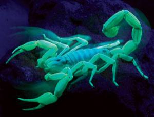 Scorpions glow in the dark to detect moonlight | New Scientist