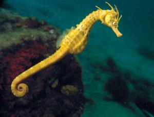 How the seahorse gained its shapely body | New Scientist