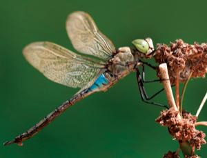 Dragonfly wings inspire micro wind turbine design | New Scientist