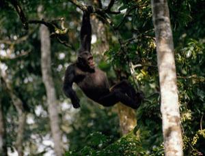 Chimps hunt monkey prey close to local extinction | New Scientist