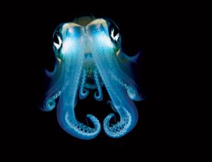 Eight arms, big brain: What makes cephalopods clever | New Scientist