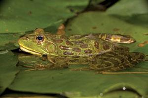 Vegas Valley leopard frog - Alchetron, the free social encyclopedia