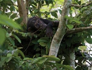 Chimp nest architecture has lasting foundations | New Scientist