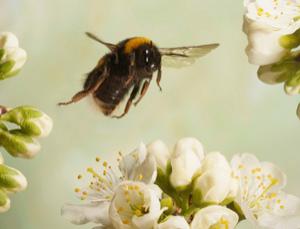 Zoologger: The world's smartest insect | New Scientist